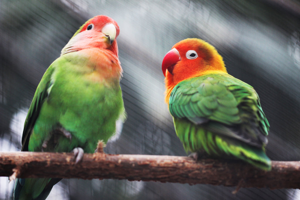 The Symbolism of the Parrot – History In Photographs