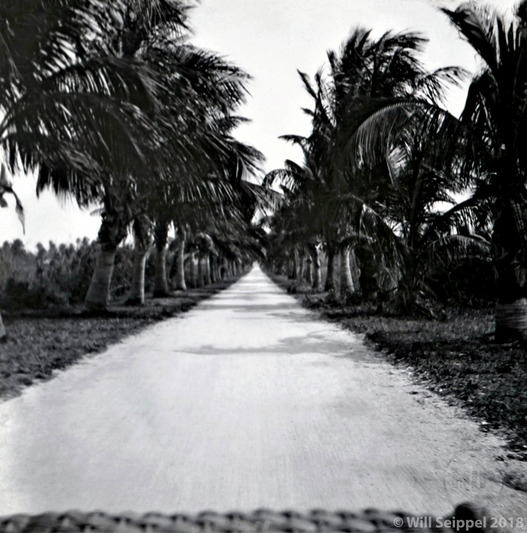 "Avenue of the Palms" in Miami, Florida circa 1900 – History In Photographs