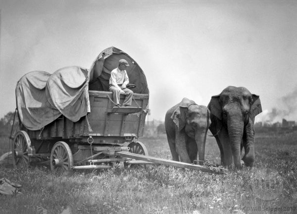 Conestoga Wagon with Handler & Two Asiatic Elephants in a Field circa ...