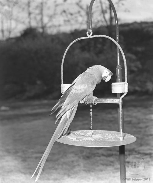 Historical Photograph of Parrot Tethered to Bird Swing in Open Backyar ...