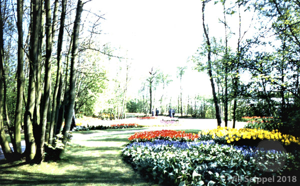 Flower Garden and Trees Basked in Sunlight Holland 1950s – History In ...