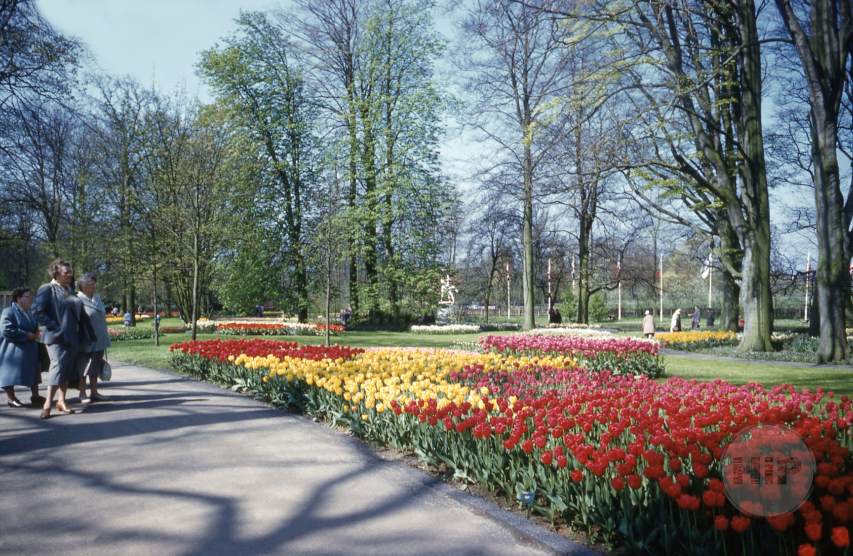 Colorful Arrangement of Flowers in an Unknown Park in 1950s Holland ...